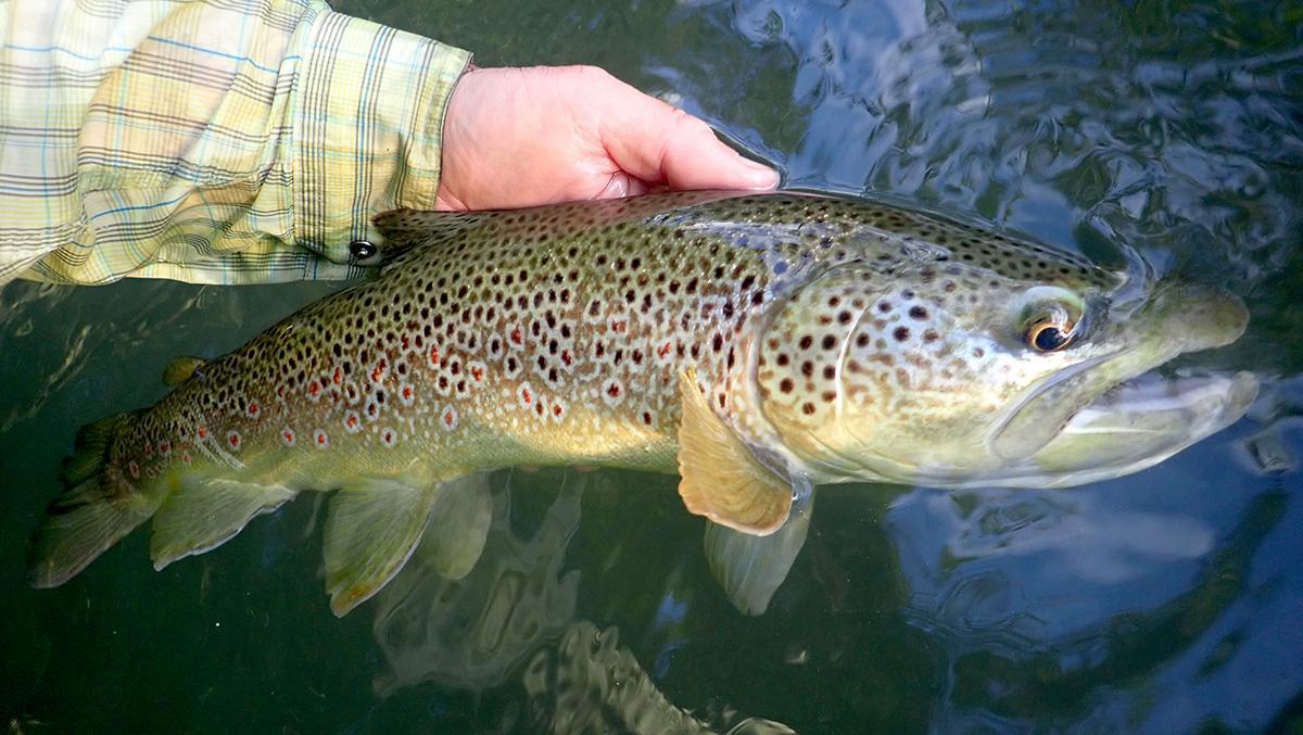 Heureusement que les truites savent nager… | Truites & Cie