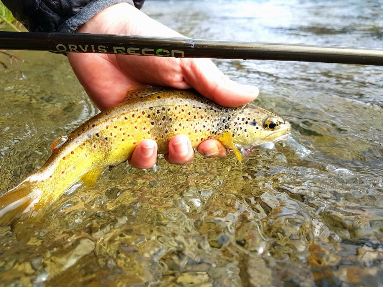 Test : Orvis Recon 10' #3 | Truites & Cie