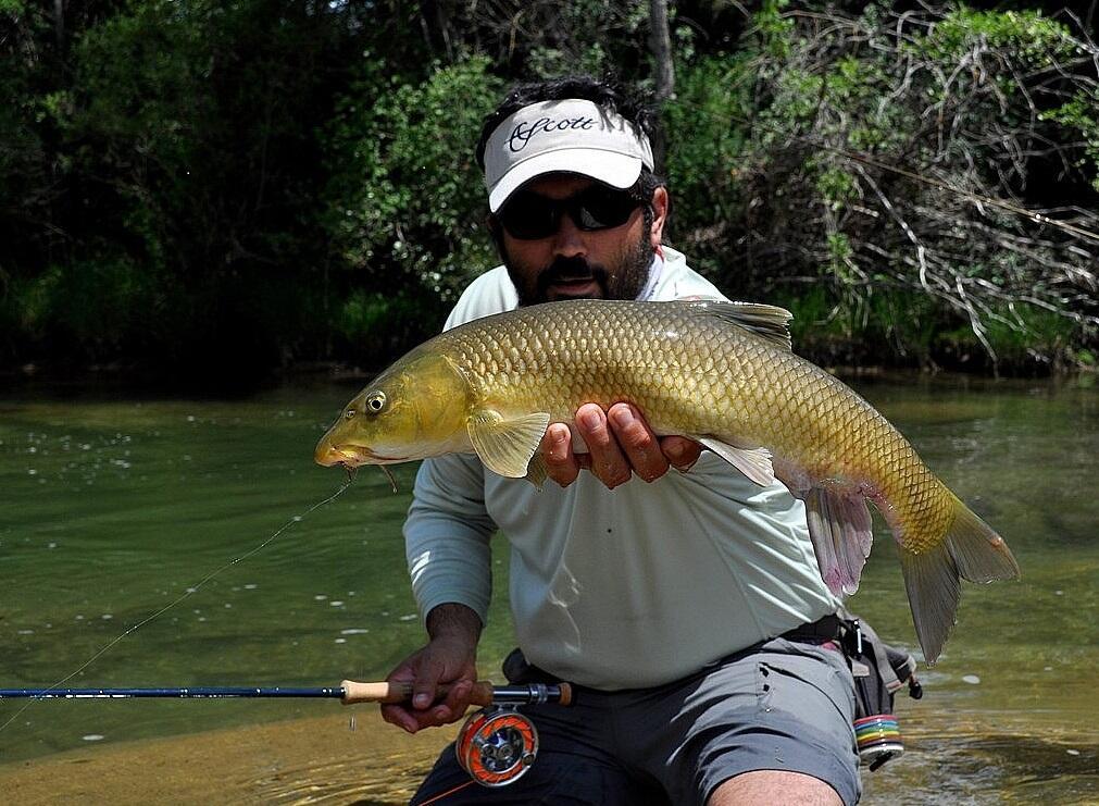 Pêche du barbeau à la mouche en Espagne | Truites & Cie