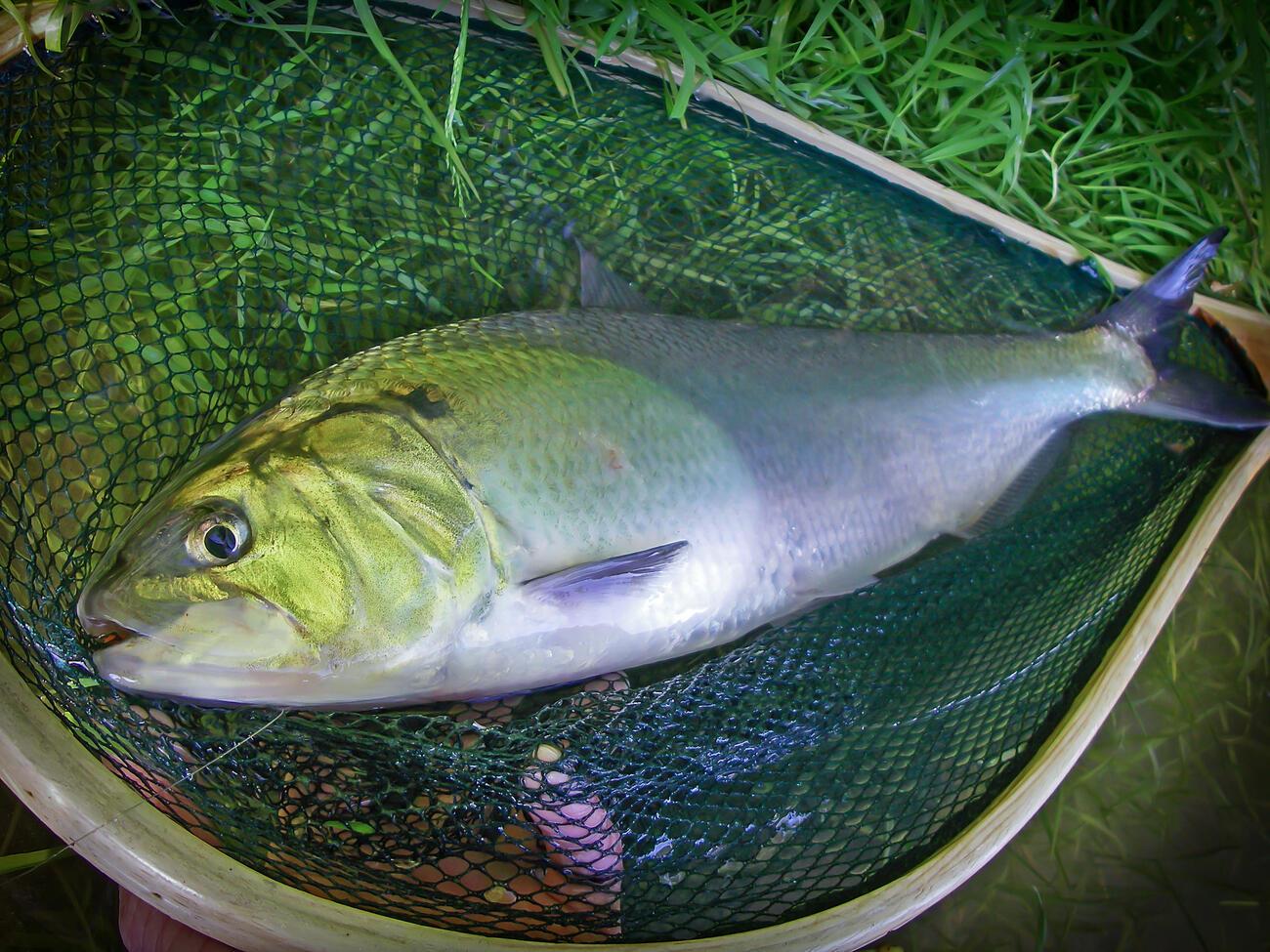 La pêche de l'alose à la mouche | Truites & Cie