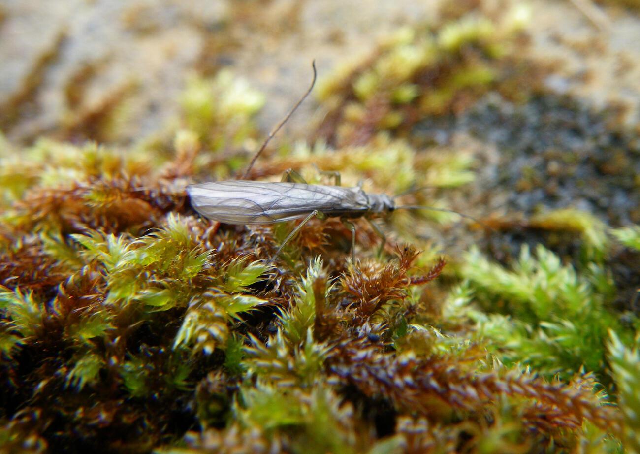 Les plécoptères, sentinelles de nos rivières | Truites & Cie