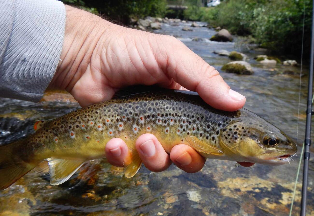 Comparatif cannes mouche "pêche fine en sèche" | Truites & Cie