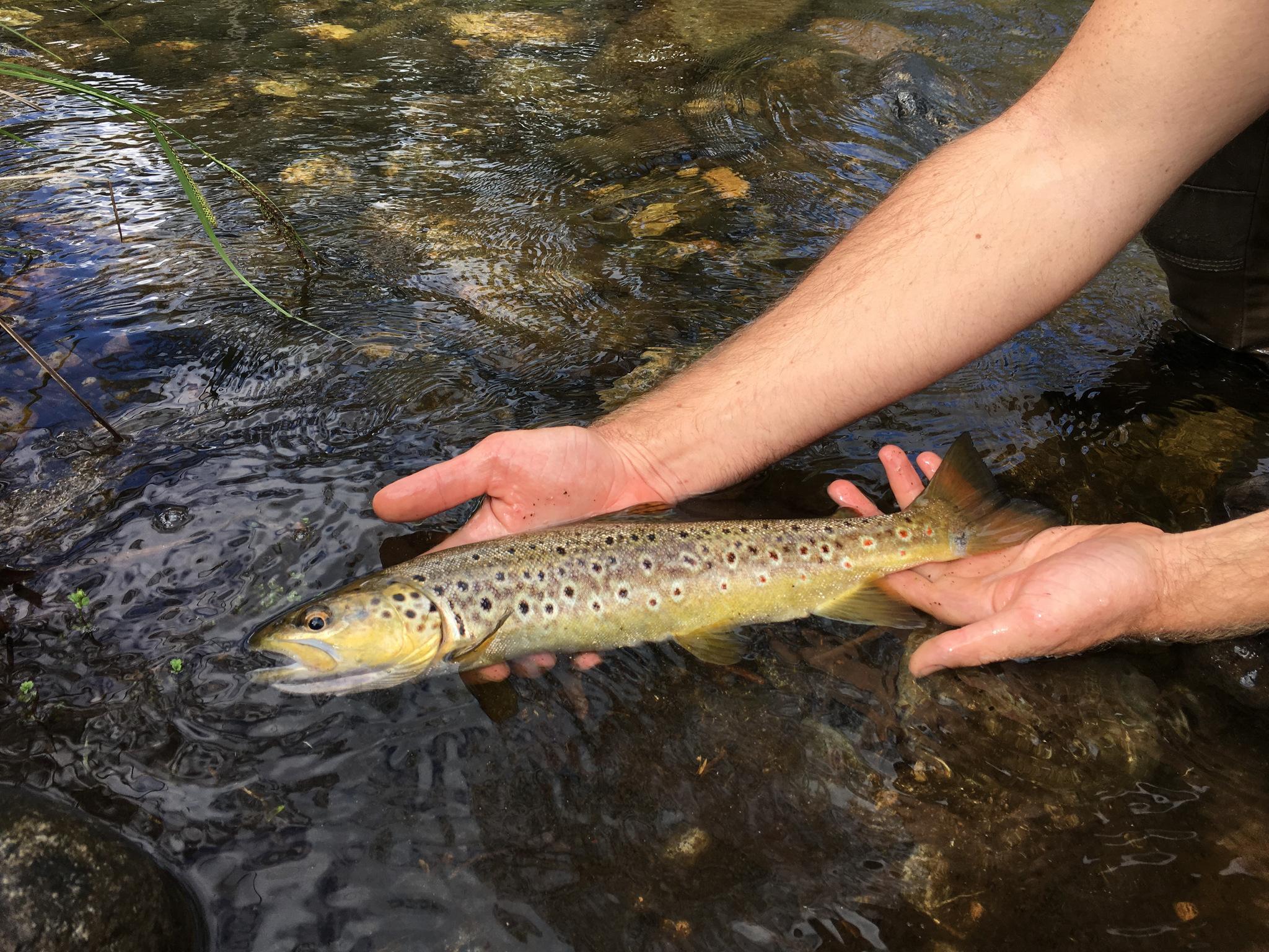 Pêche à la mouche dans le Victoria, Australie | Truites & Cie