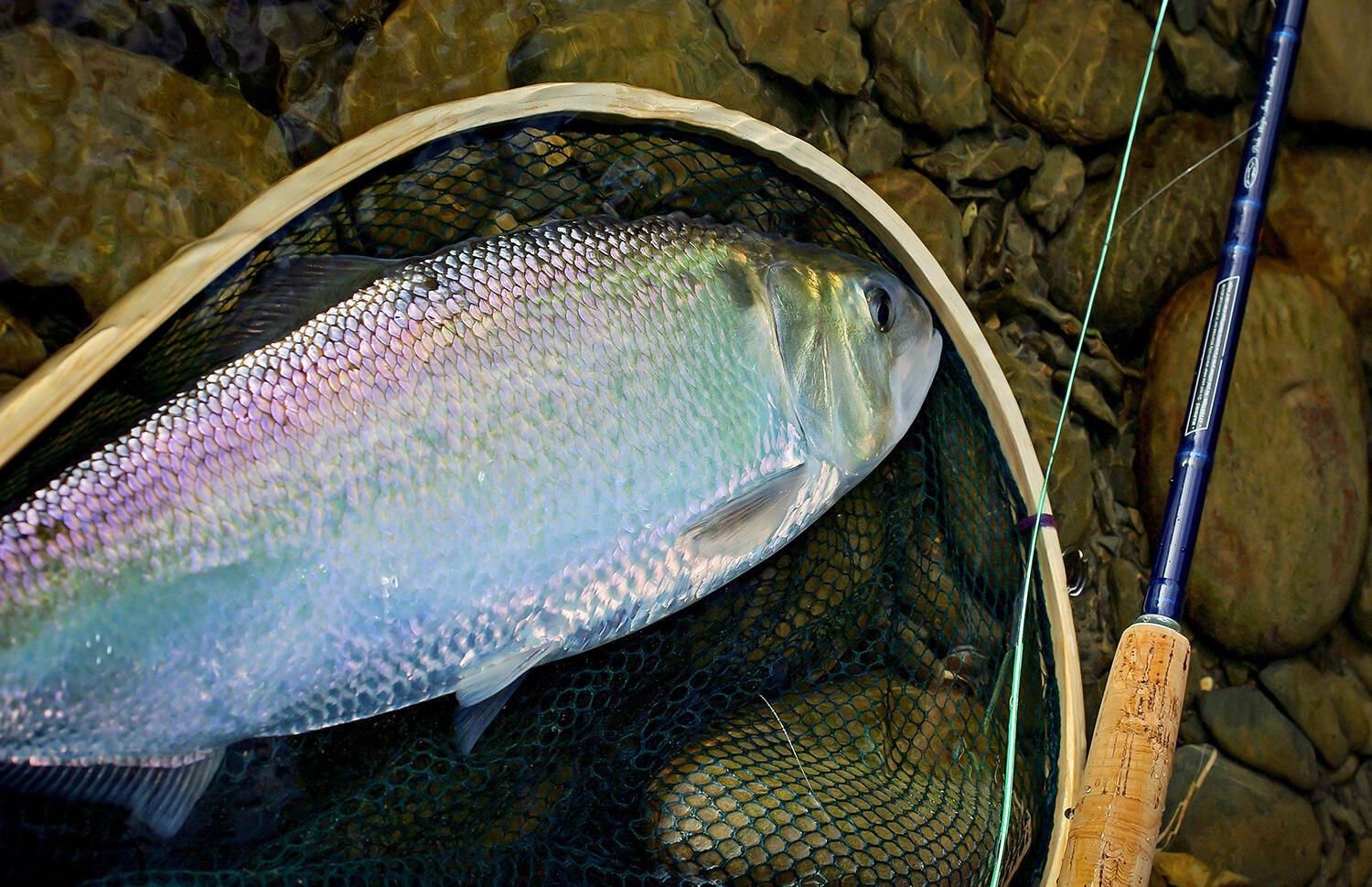 La pêche de l'alose à la mouche | Truites & Cie