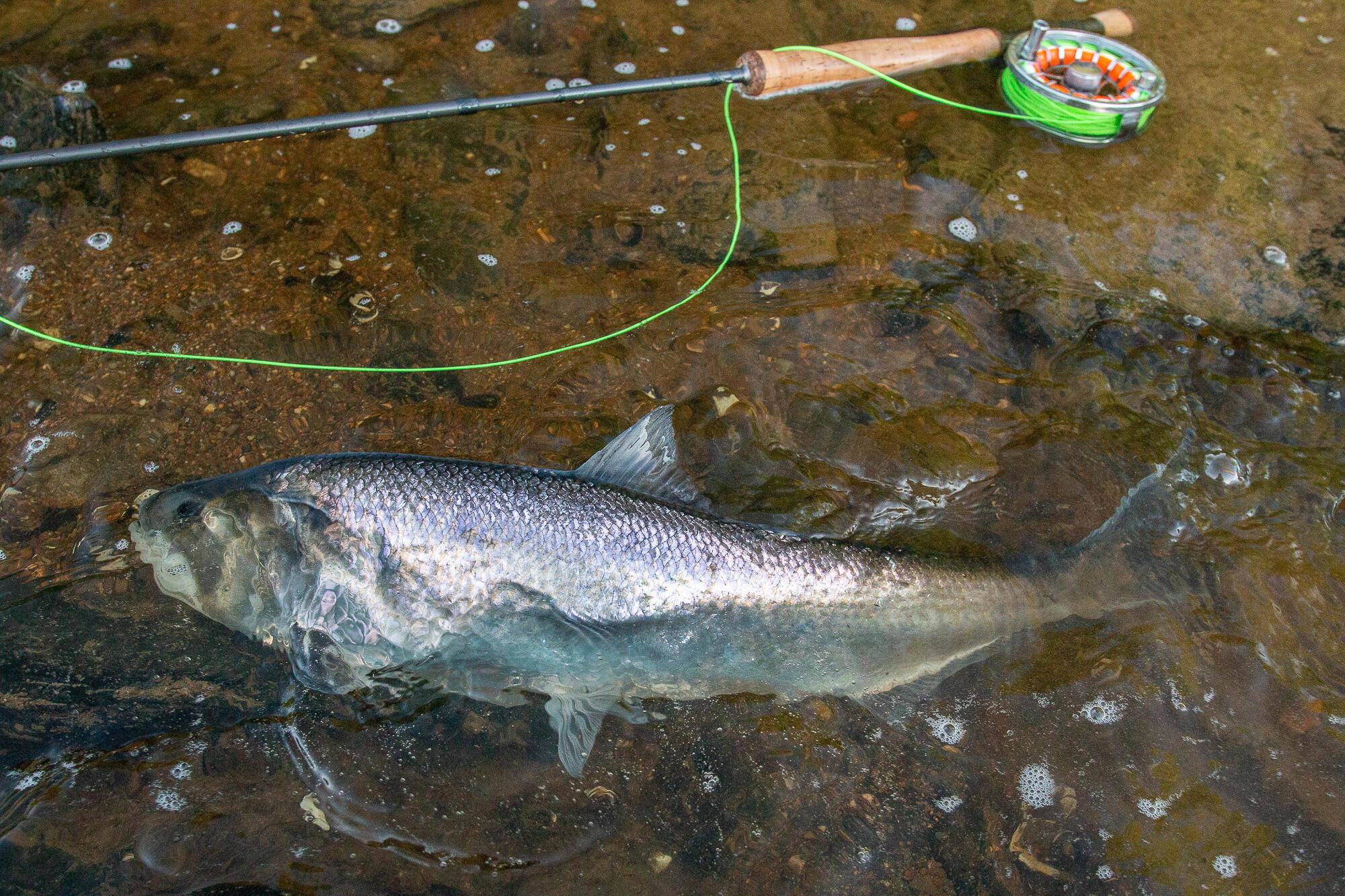 La pêche de l'alose à la mouche | Truites & Cie