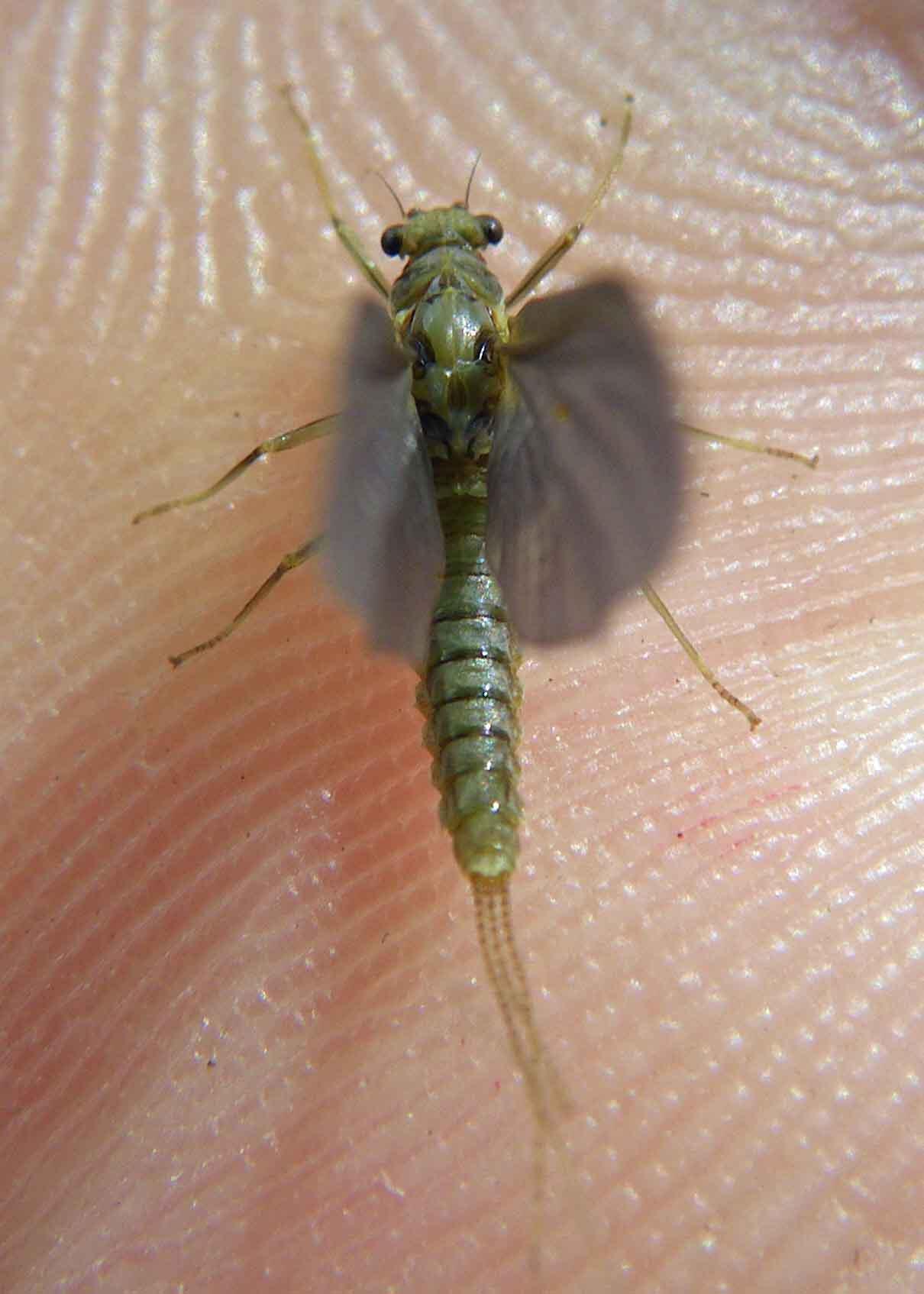 L'ignita (BWO/Sherry Spinner) : montage et pêche | Truites & Cie