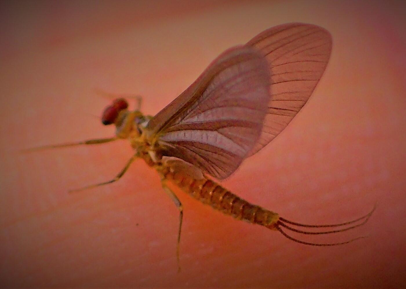 L'ignita (BWO/Sherry Spinner) : montage et pêche | Truites & Cie