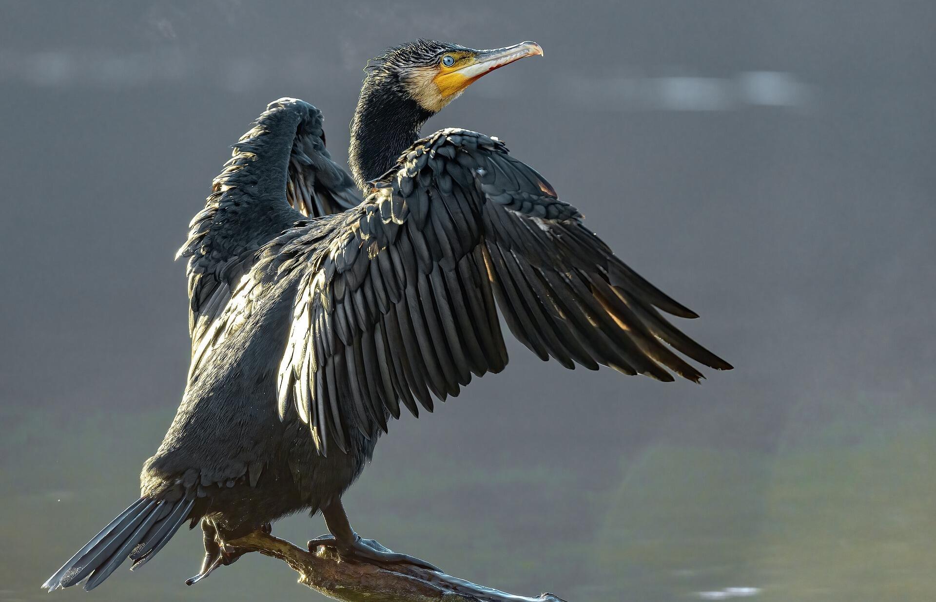 Cormoran : le coupable est-il trop parfait ? | Truites & Cie