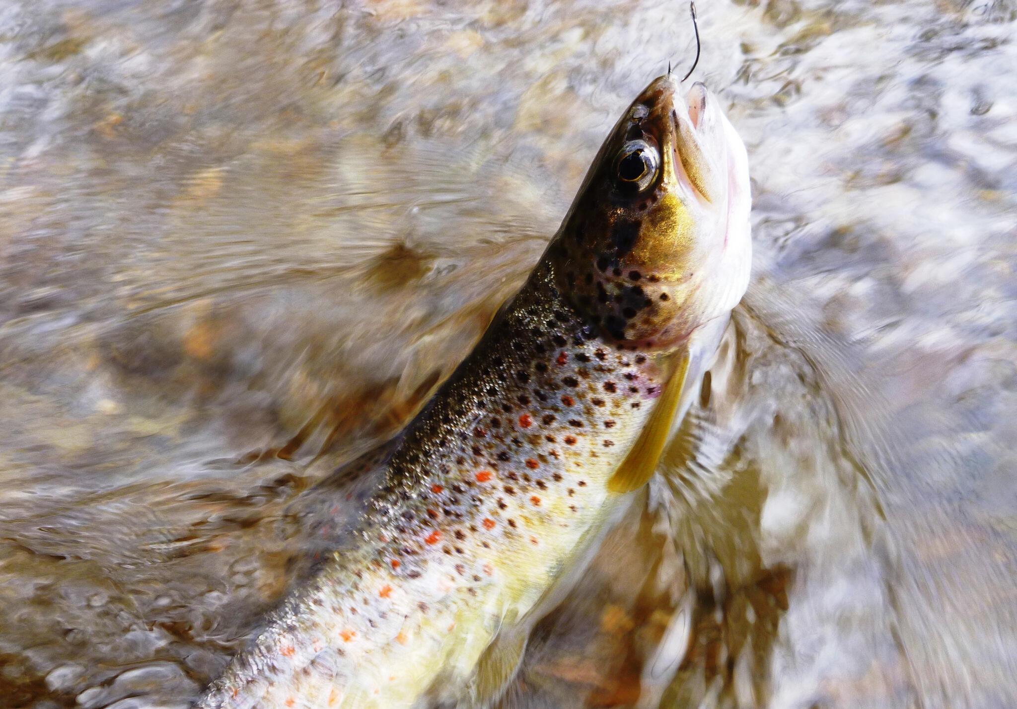 La science de l’ardillon | Truites & Cie