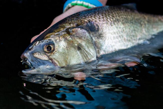 L’alose en France en 2020 | Truites & Cie